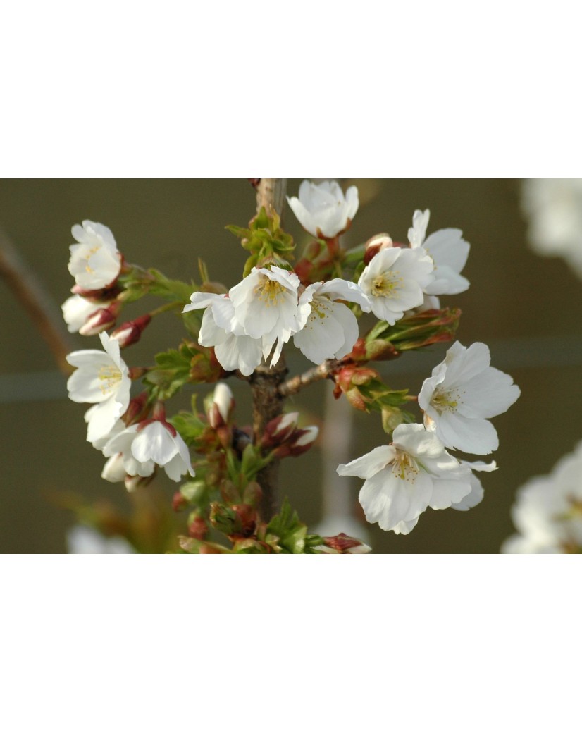 Japanese Cherry Blossom Taihaku - Prunus serrulata Taihaku