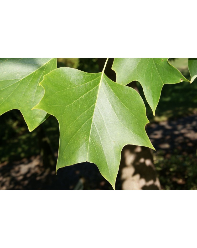 American Tulip Tree - Liriodendron Tulipifera - 5 liter pot