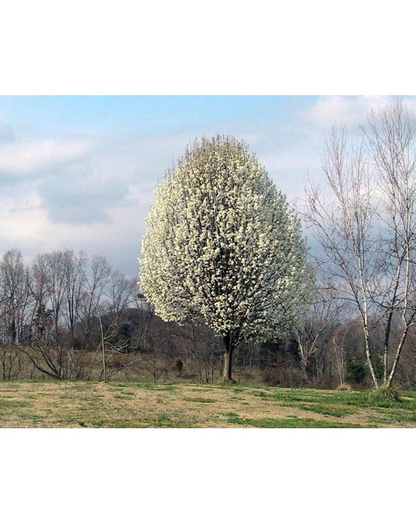 Sierpeer ‘Aristocrat’ – Pyrus calleryana ‘Aristocrat’ - pot van 15 liter