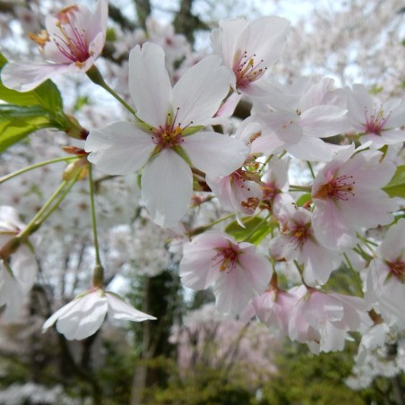 Flowering Cherry Pandora - Prunus Pandora