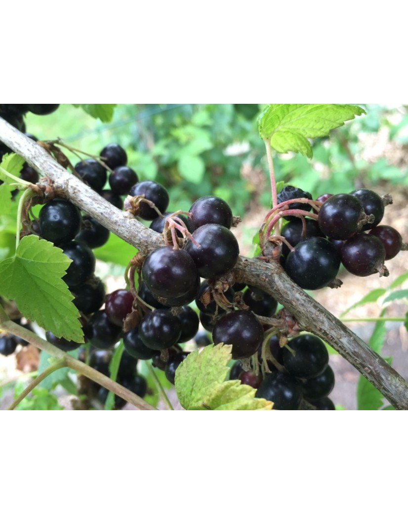 Cassissier Andega - Ribes nigrum Andega
