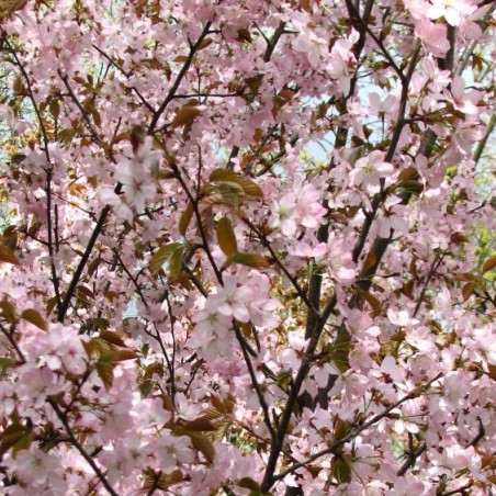 Cerisier à fleurs de Sargent - Prunus sargentii