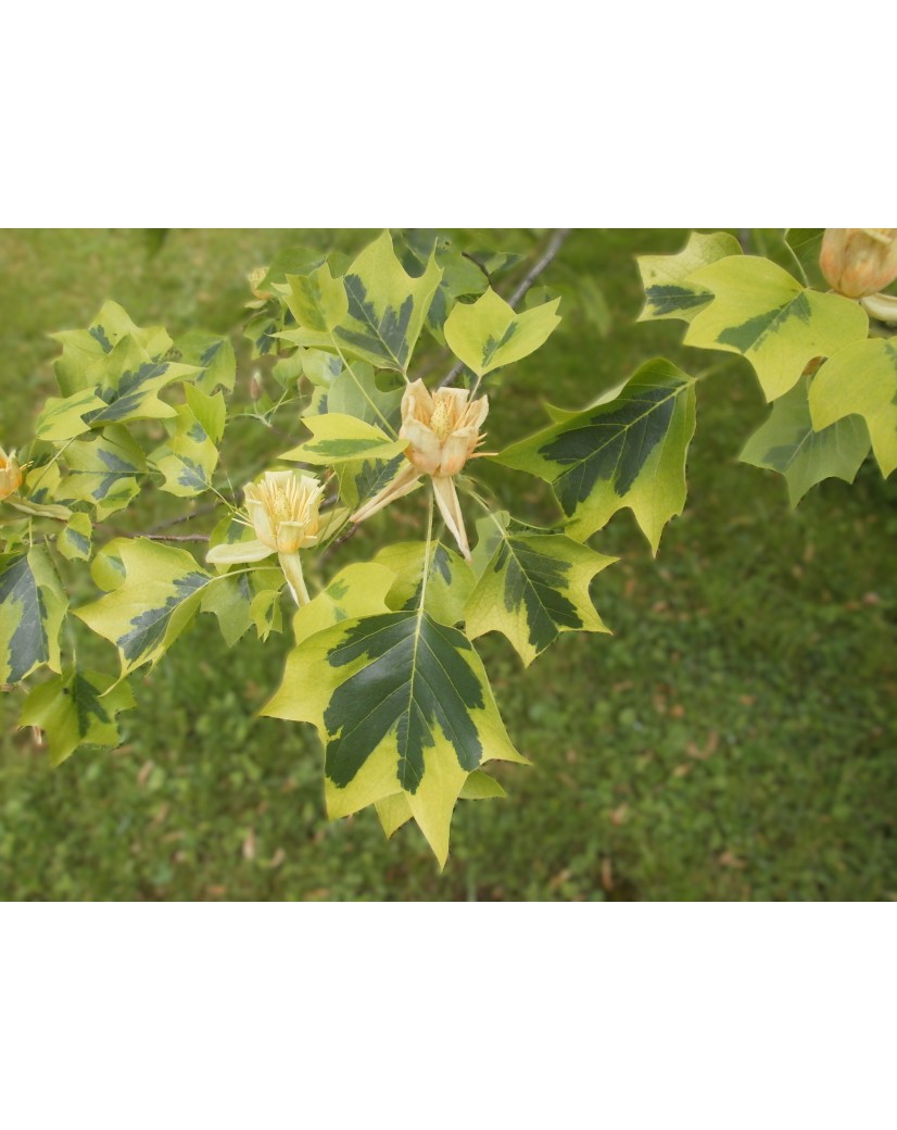 Yellow Variegated Tulip Tree - Liriodendron tulipifera Aureomarginatum ...