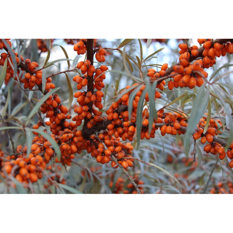 Duindoorn - Hippophae rhamnoides