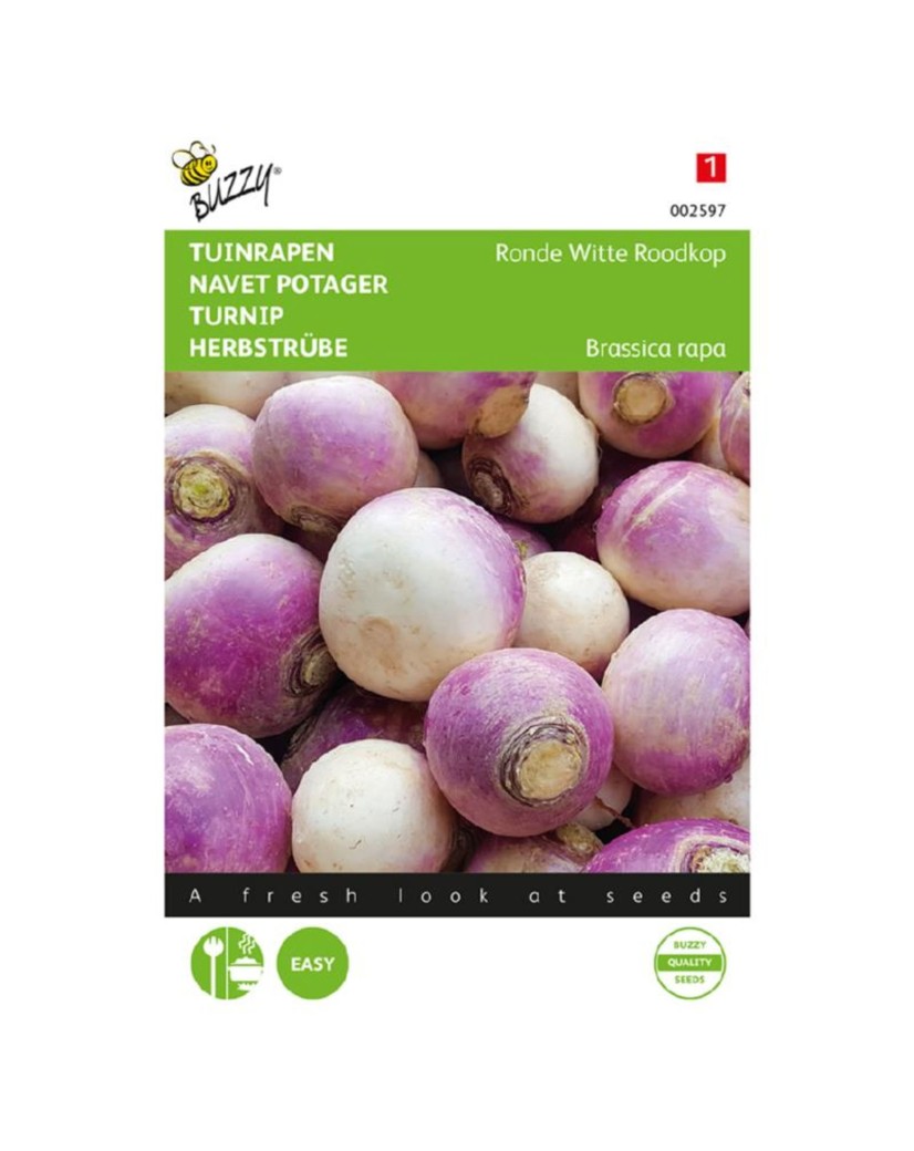 Zaden van Rapen Ronde Witte Roodkop, de Nancy - Brassica rapa