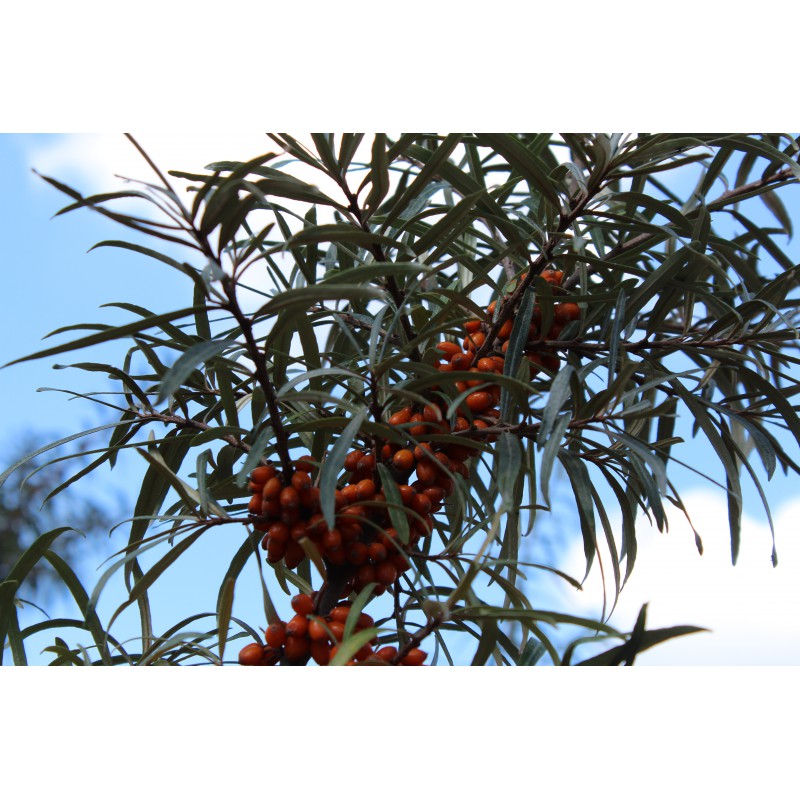 Sea Buckthorn - Hippophae rhamnoides