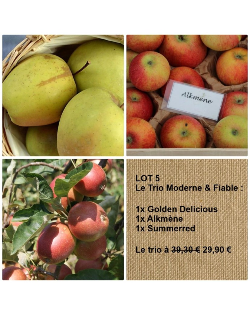 Apple Tree Trio: Golden Delicious, Alkmène, Summerred