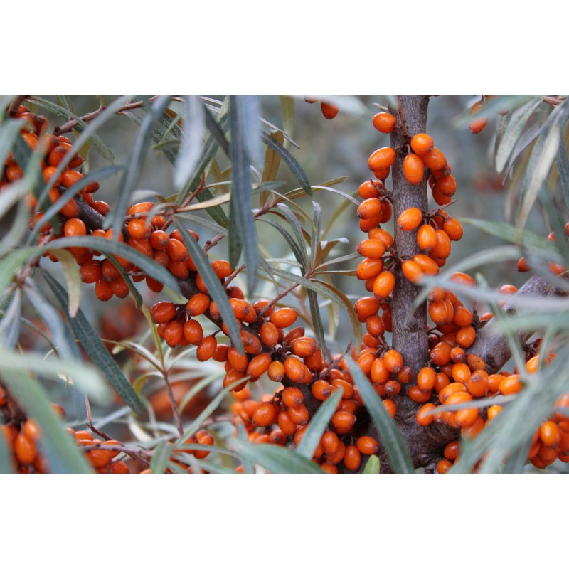 Sea Buckthorn - Hippophae rhamnoides
