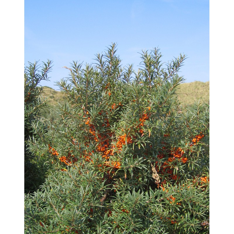 Sea Buckthorn - Hippophae rhamnoides