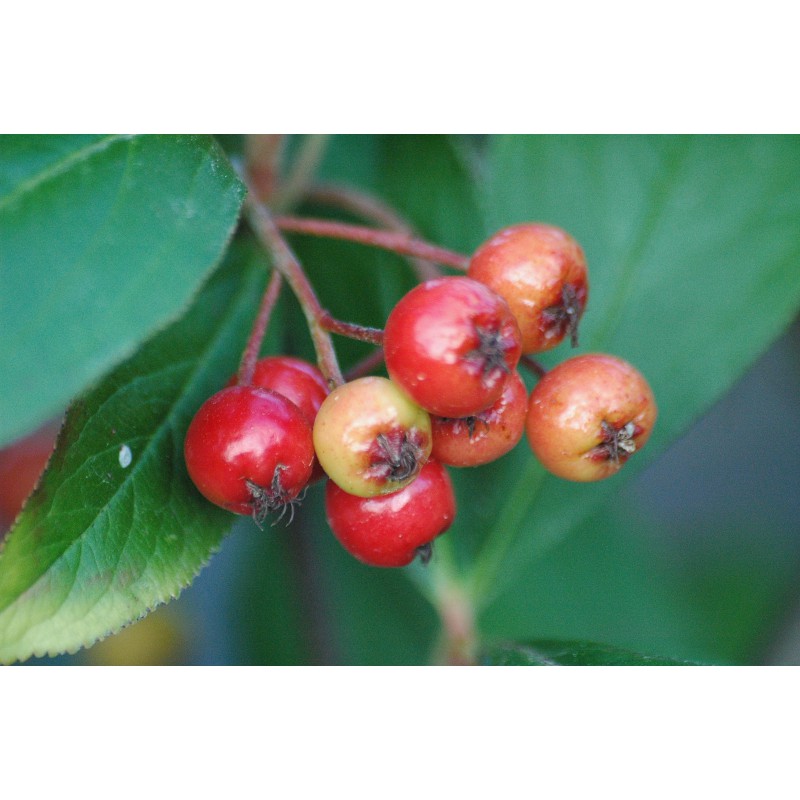 Aronie rouge - Aronia Arbutifolia