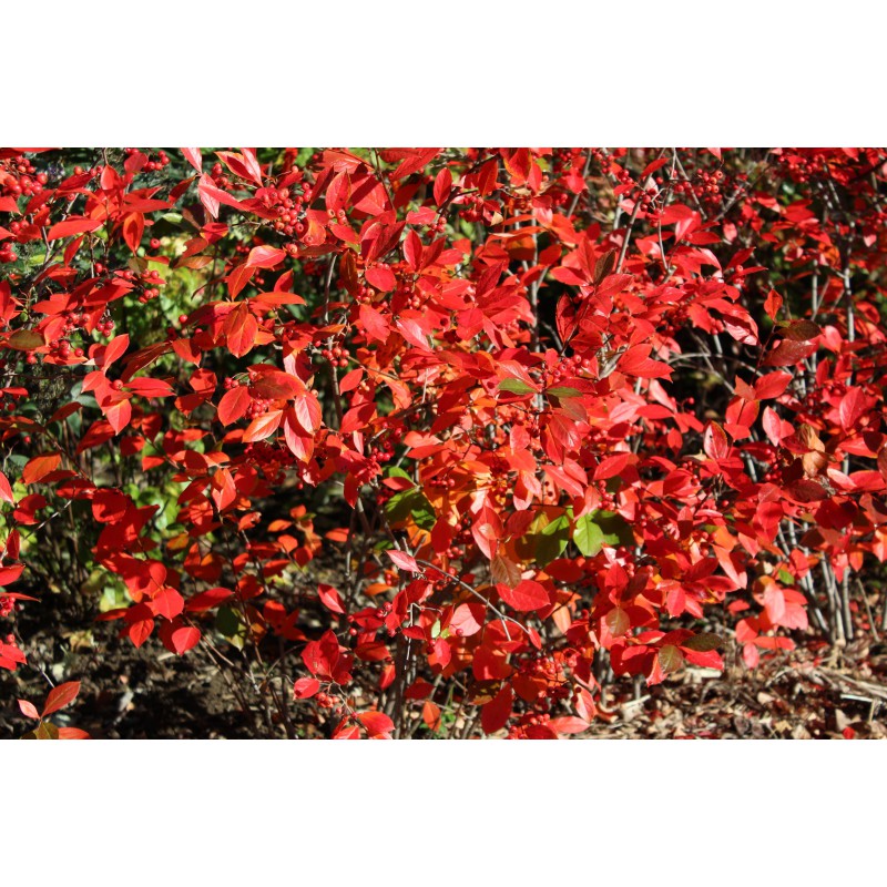 Aronie rouge - Aronia Arbutifolia