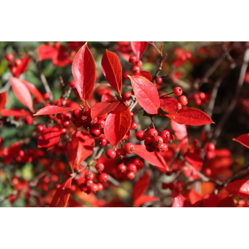 Aronie rouge - Aronia Arbutifolia