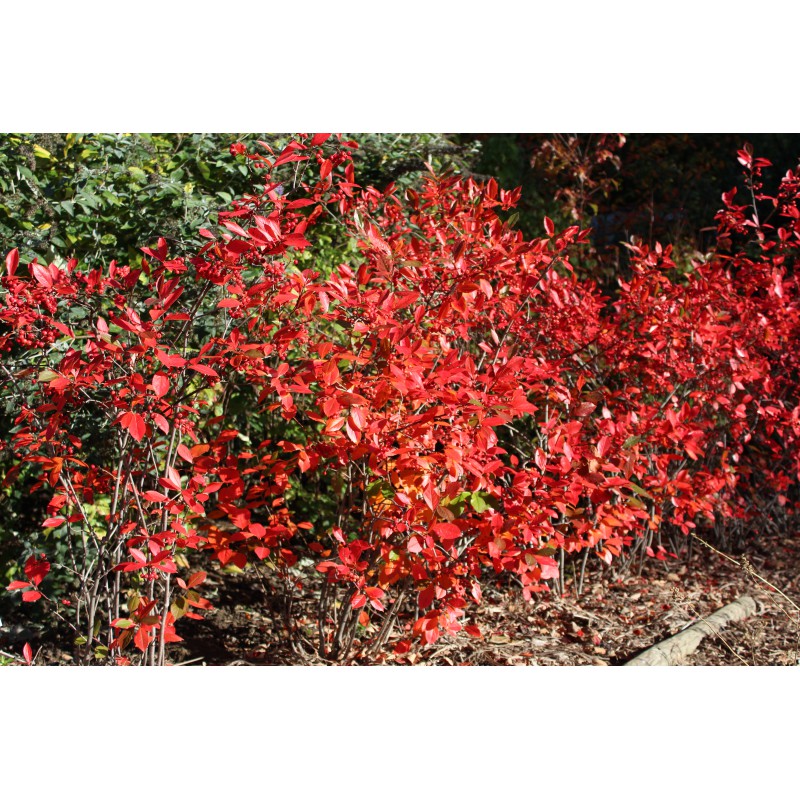 Aronie rouge - Aronia Arbutifolia
