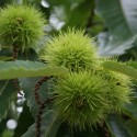 Châtaignier - Castanea Sativa
