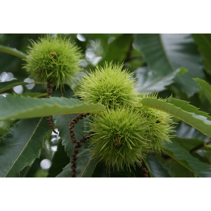 Châtaignier - Castanea Sativa