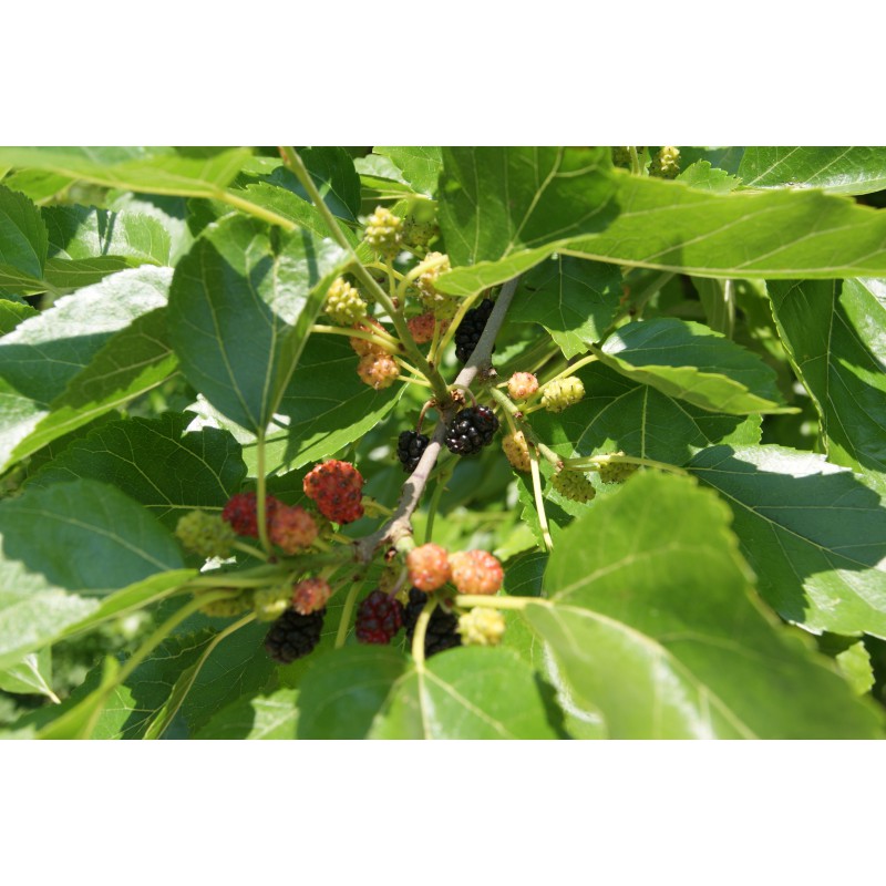 Mûrier blanc - Morus Alba