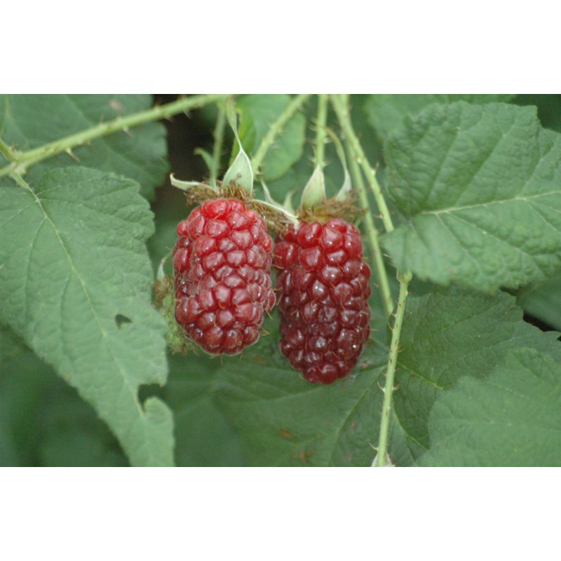 Mûroise - Rubus tayberry