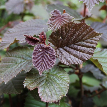 Purple Hazel tree - Corylus maxima Atropurpurea