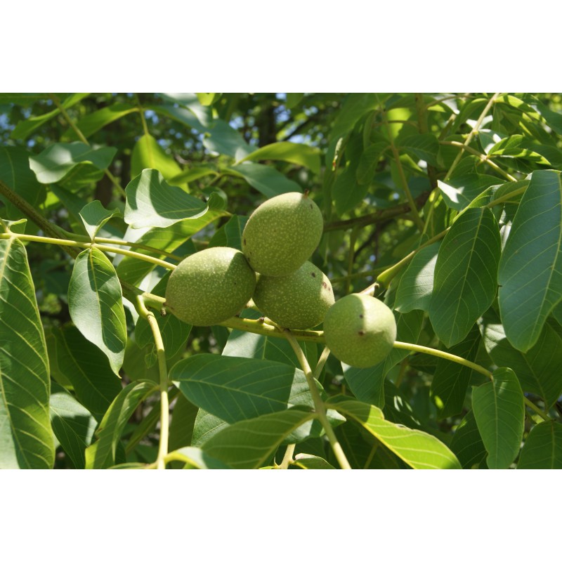 Noyer noir - Noyer d'Amérique - Juglans Nigra