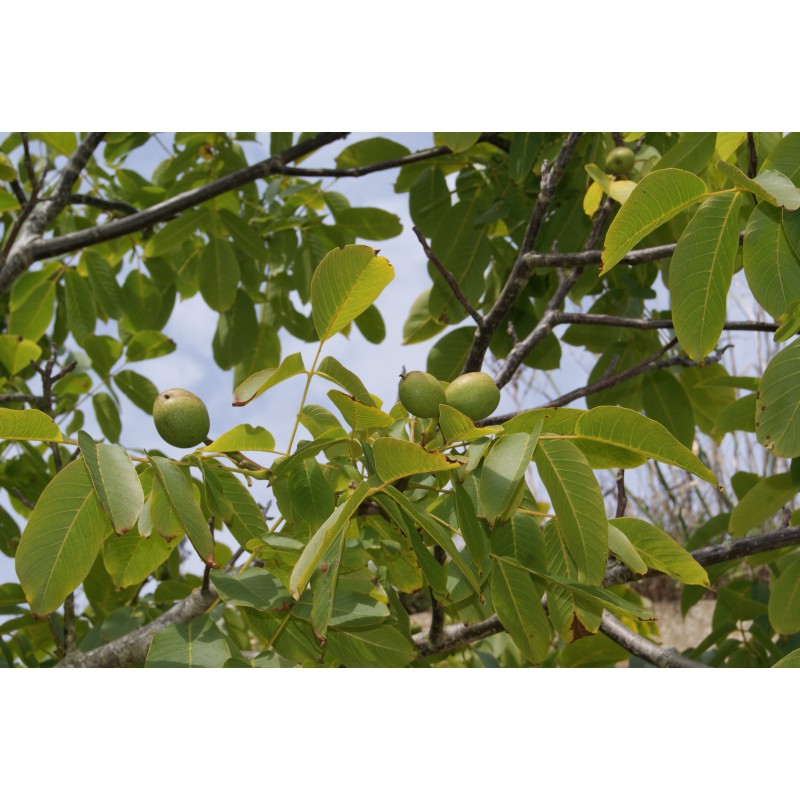 Noyer noir - Noyer d'Amérique - Juglans Nigra