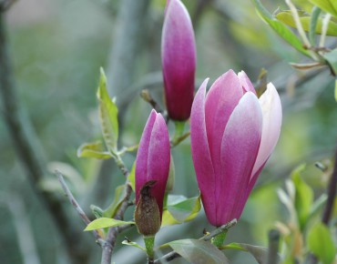 Collection trees - Jardins du Monde.be