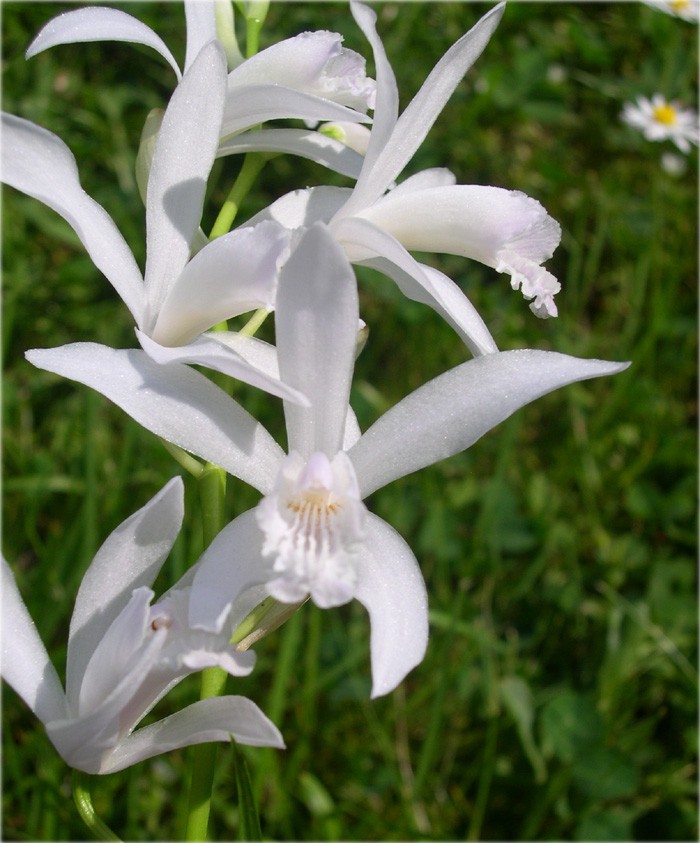 Bletilla Striata Pink - overjarige orchidee