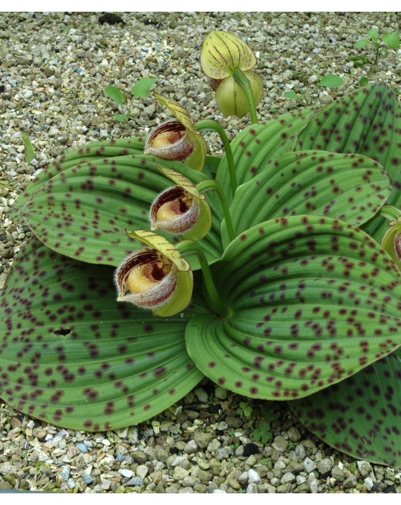 Cypripedium Fargesii-Lady's Slipper-perennial Orchid