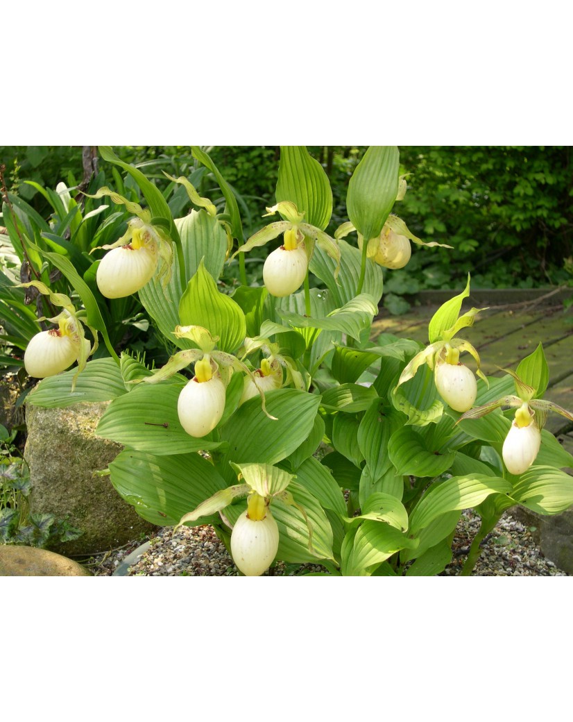 Cypripedium Fasciolatum-Licht geel Vrouwenschoentje-meerjarige orchidee