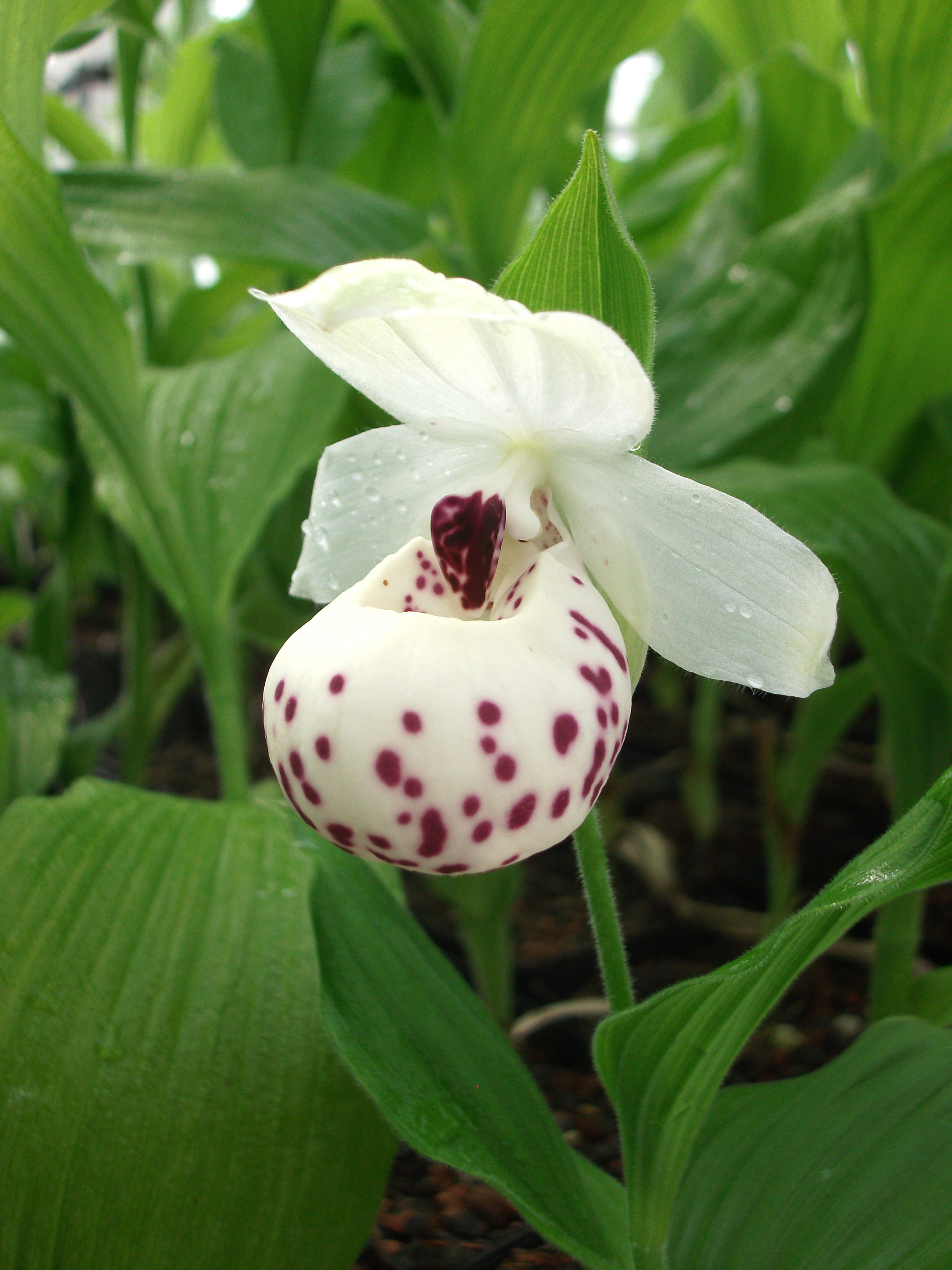 Cypripedium macranthos-Lady's Slipper with Large Flowers-perennial