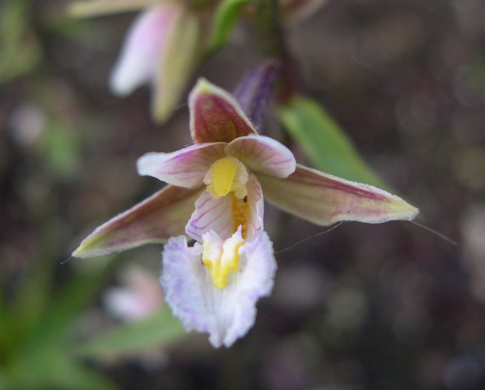 Epipactis Sabine - orchidée vivace