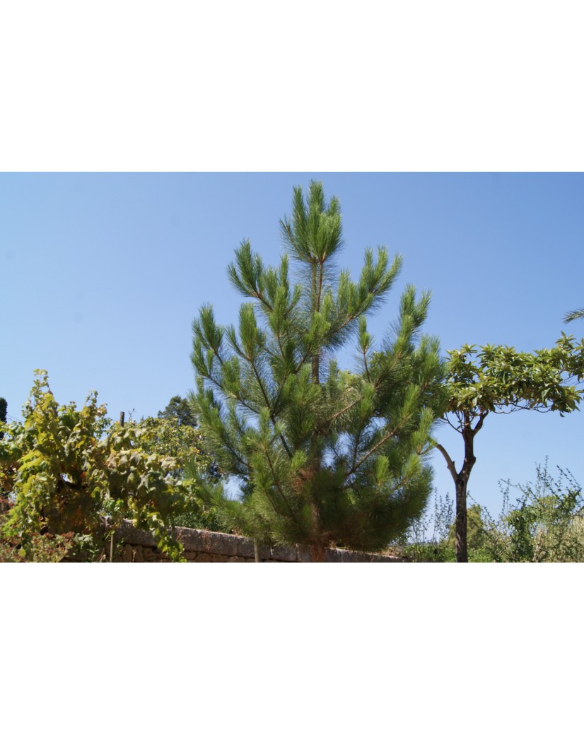 Chinese pepper tree - Zanthoxylum simulans