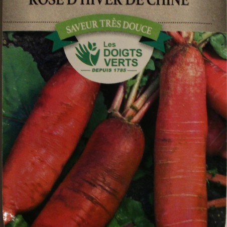 Zaden Radijs winter rose van China - Raphanus sativus