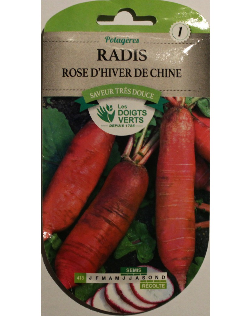 Zaden Radijs winter rose van China - Raphanus sativus