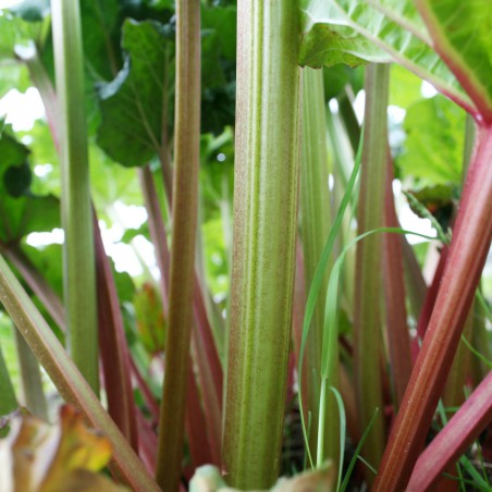 Rhubarb Victoria - Rheum